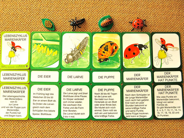 Lebenszyklus Marienkäfer - Lernmaterial-Shop - BEL Montessori Lebenszyklus Marienkäfer - Lernmaterial-Shop - BEL Montessori