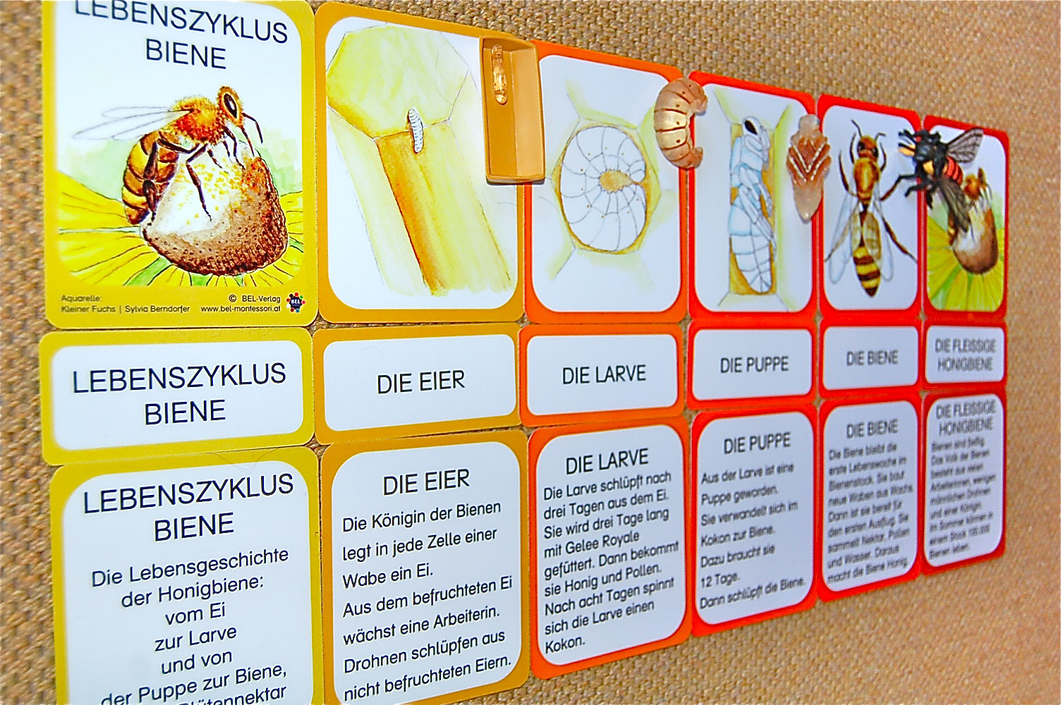 Lebenszyklus Biene - Lernmaterial-Shop - BEL Montessori