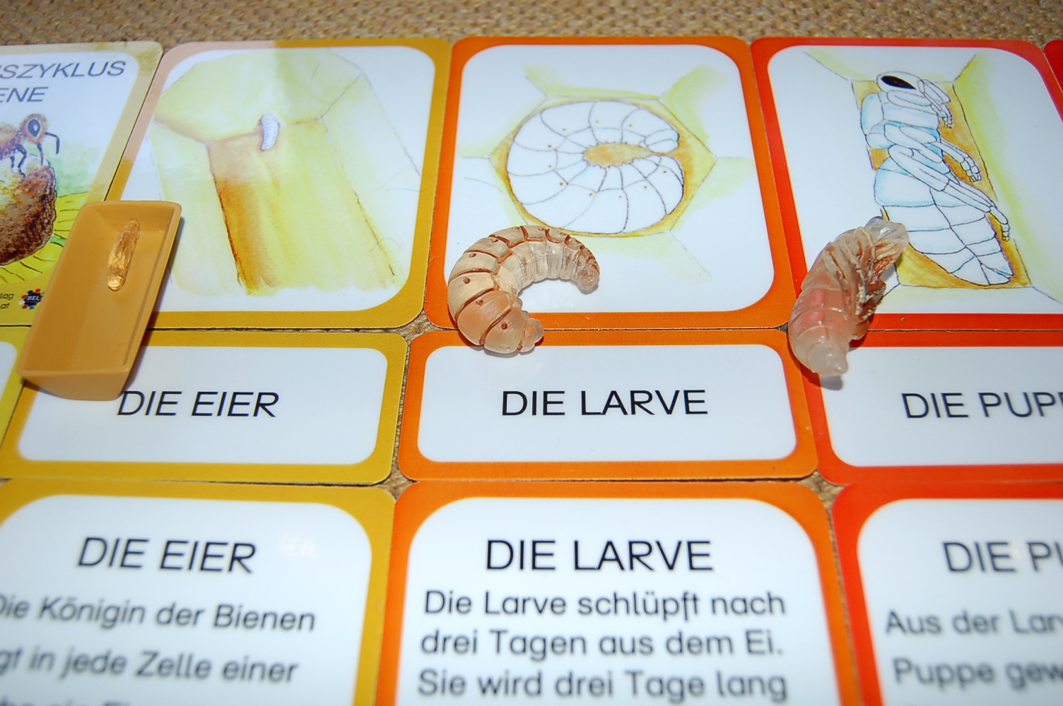 Lebenszyklus Biene - Lernmaterial-Shop - BEL Montessori